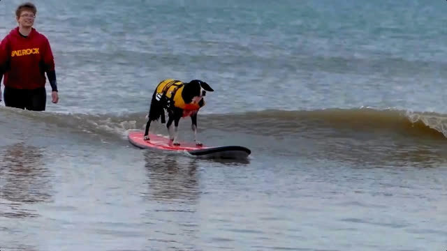 连狗都有专业学校,这座学校专门教狗冲浪!