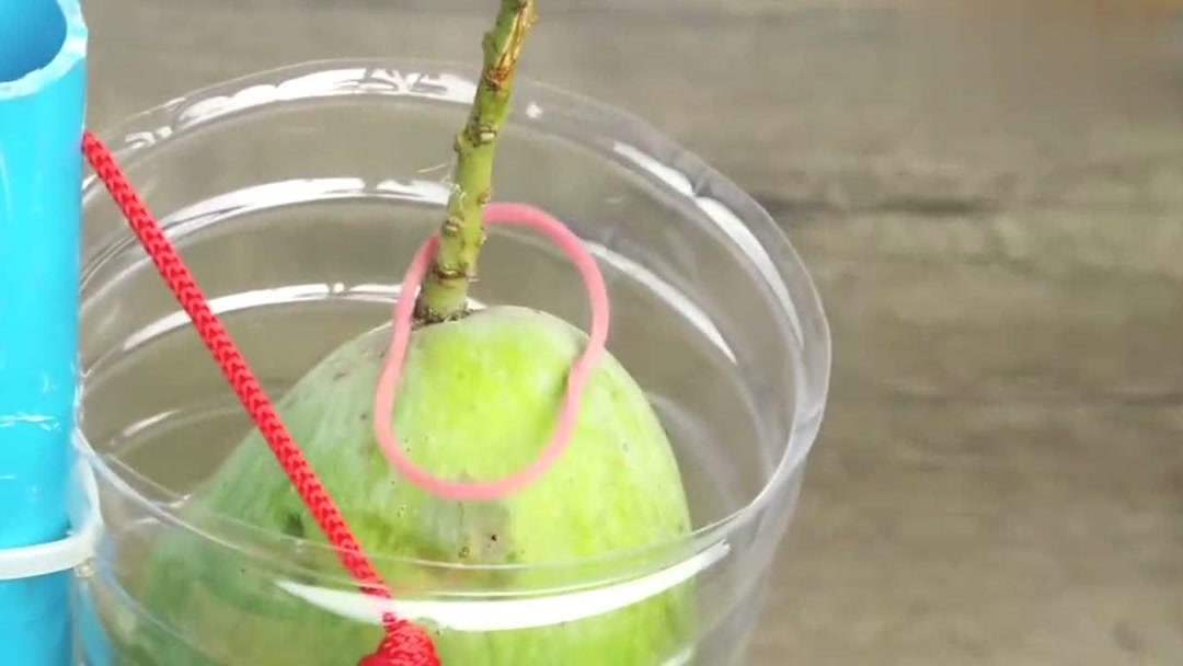 不看不知道,原来果农种植芒果都是用的这方法,好聪明!