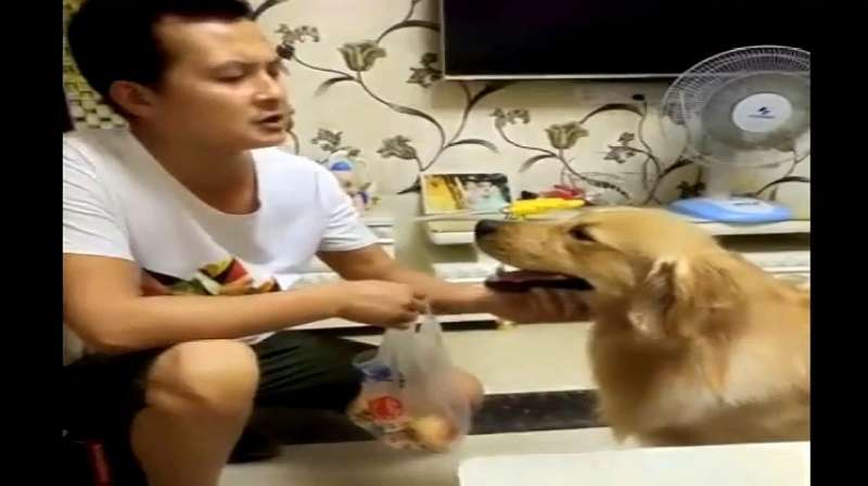 皮蛋把隔壁的小狗咬伤了,皮蛋为了表示歉意竟这样做,真的好乖