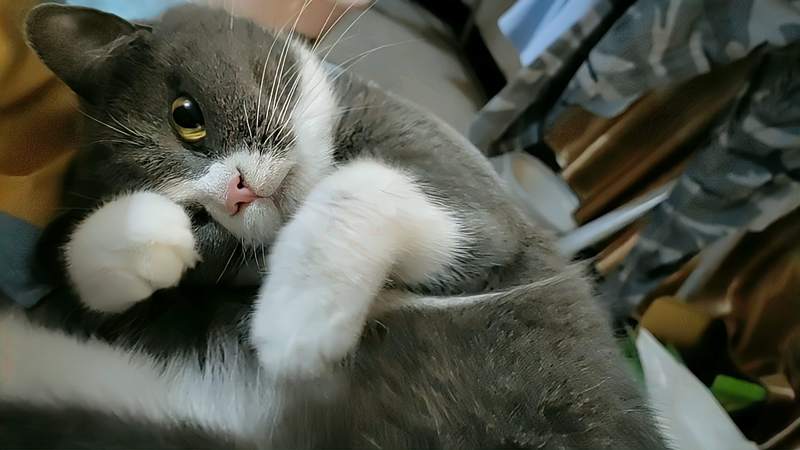 谁能拒绝一只会撒娇的小猫咪?