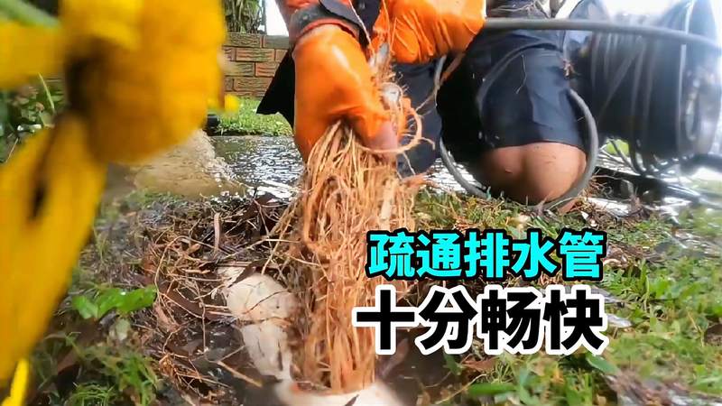 被树根堵住的排水管靠不住,大雨一来就露馅了,这可怎么办?