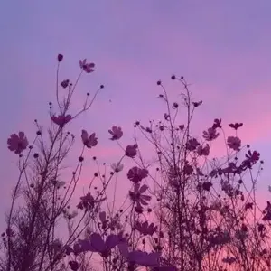 捧猫的少女吖 