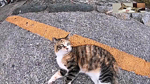 狸花猫好会撒娇卖萌啊,怪不得一看到它,就喜欢的不得了!