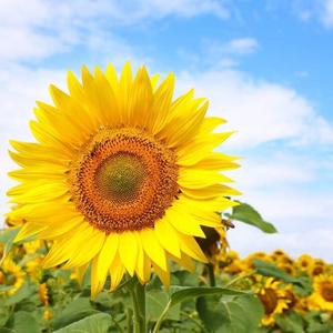 原版幼少儿英语教材专 