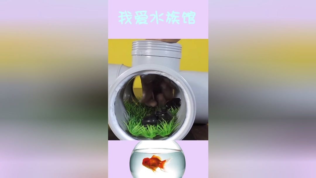 pvc管自制悬挂透视鱼缸,有没有感觉?