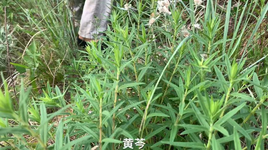 黄芩的功效与作用