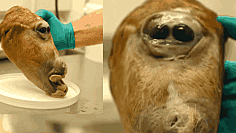 世界上最诡异的独眼动物, 没人敢盯着它的眼看一分钟, 你敢看吗?