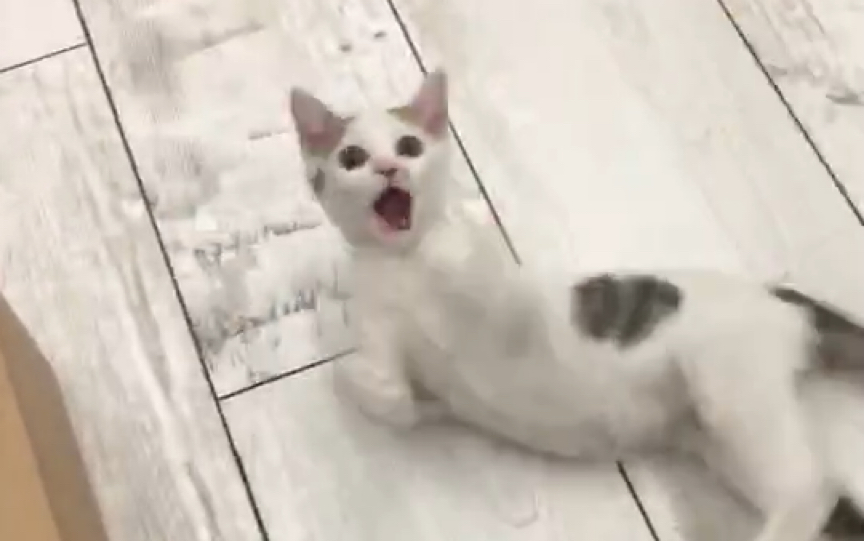 【办公喵】U米 癫狂模式开启