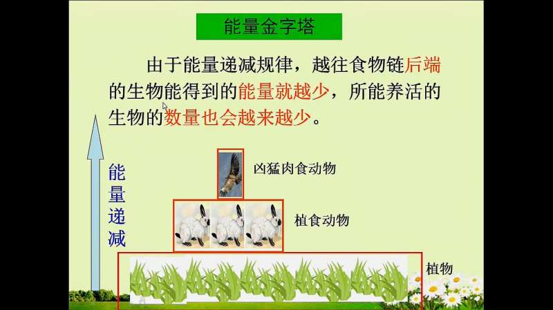 5.生态系统中的能量流动