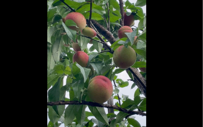 今日摘桃实录:两筐桃子看看能卖多少钱?