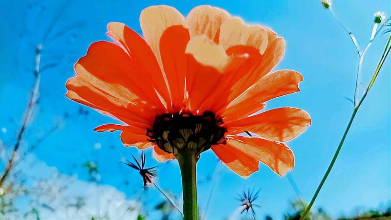 带你观赏秋天野外盛开的花朵