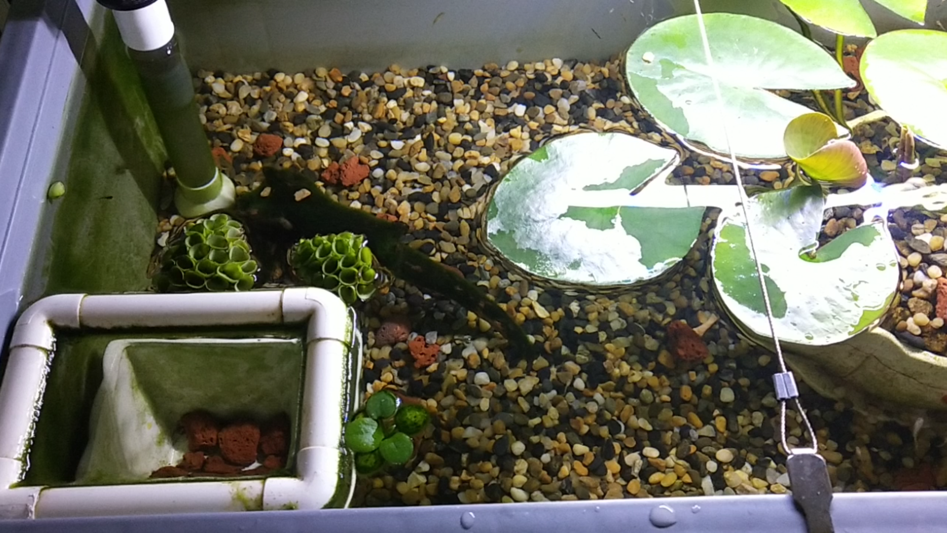 简单周转箱小鱼池