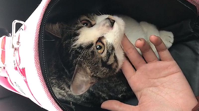 傲娇猫咪打完针居然还记仇跟铲屎官生气了 猫咪:别碰我!