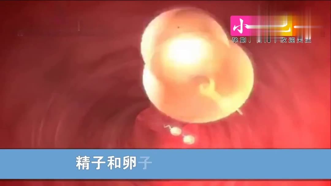 3D动画演示卵泡成长发育与排卵过程,感叹生命的神奇与伟大