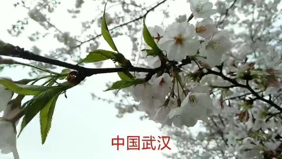 疫散花开,看武汉最美樱花