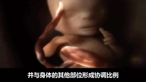 胎儿的形成过程,每个生命都值得尊重