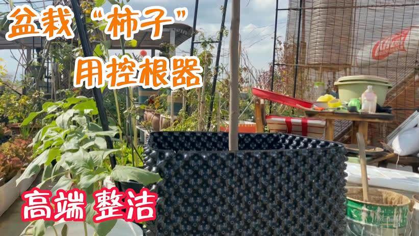 控根器真是种果树神器,外观好看整洁,成本低还好用