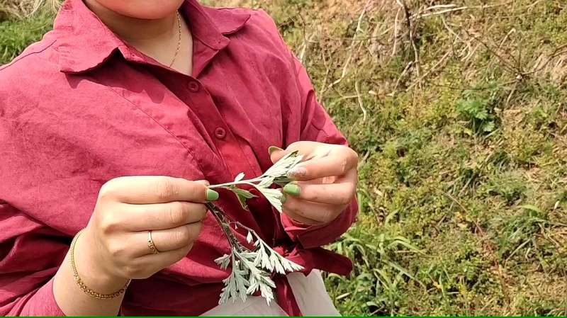 城里姑娘嫁到农村,告诉农村小伙艾叶竟然有这个功能