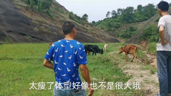 农村创业养殖不易,投资40万养牛,两年时间不到,血亏几十万