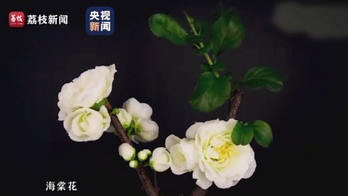 惊艳!摄影师8个月记录12种花开放瞬间