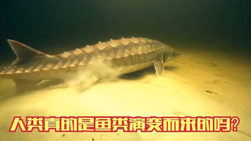 人类真的是鱼类演变而来的吗?