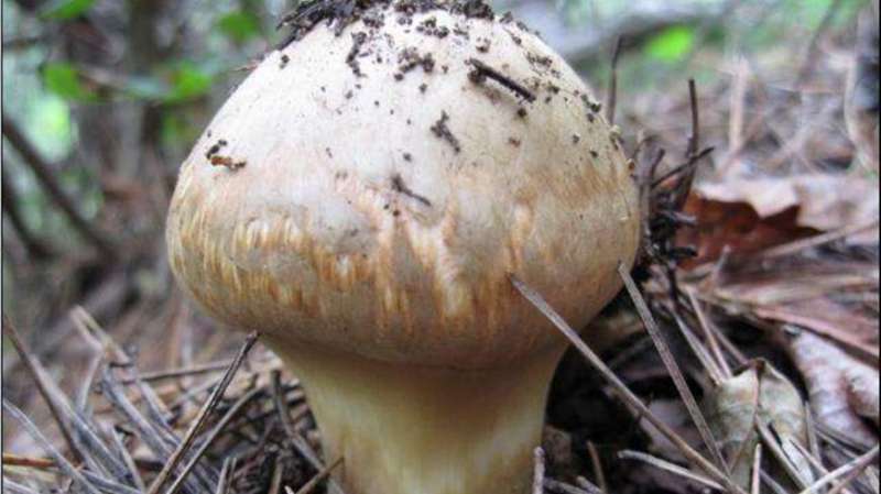 血管垃圾最怕的食物,常吃清除体内垃圾,血管堵塞匆匆被疏通!