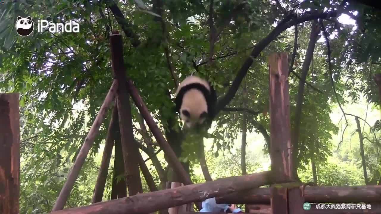 心疼刚长大的小树,又被熊猫宝宝折腾的快不成样了,真是熊孩子
