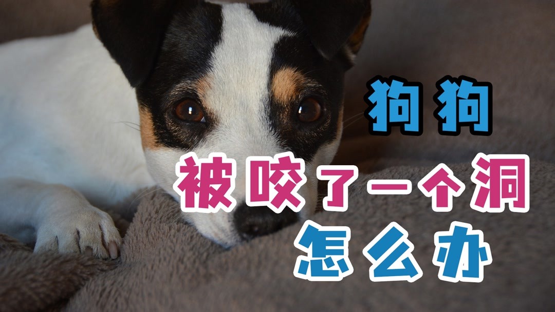 狗狗被咬了一个洞怎么办