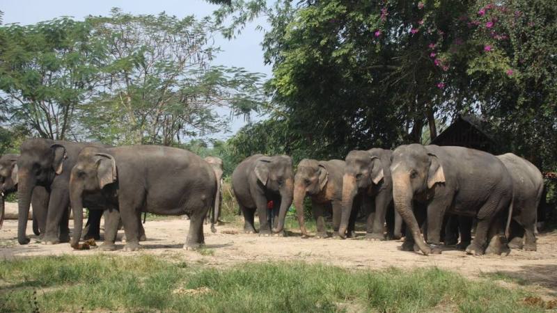 有幸看到这群大象表演,等于来到了大象王国