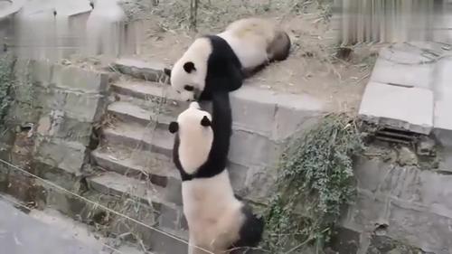 来呀互相伤害,正在打架的两只大熊猫,画面太萌了