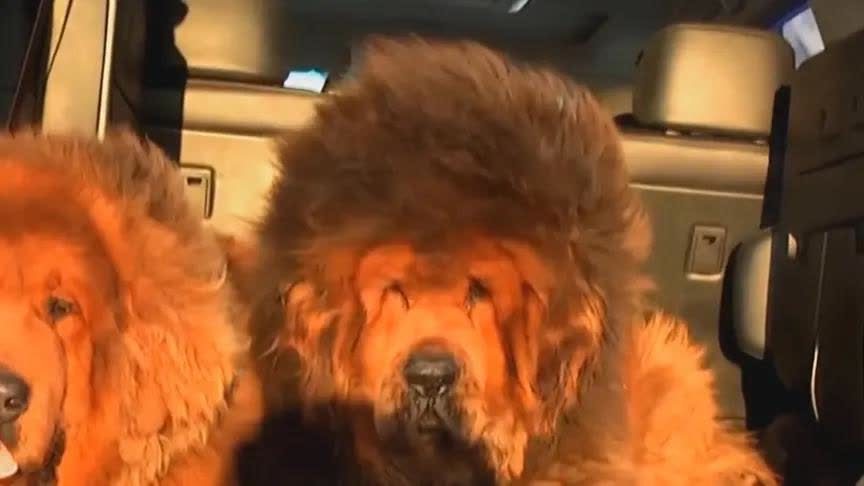 老外嘲讽中国藏獒,认为比特犬可以秒杀藏獒,可事实却啪啪打脸