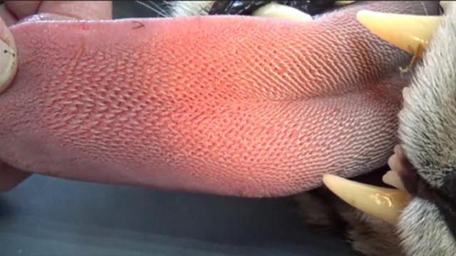 为什么被豹子舔一下会流血?看完显微镜下豹子舌头的构造,不流血才怪!