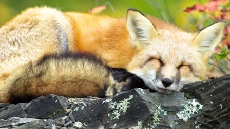 狐狸宝宝掉入管道,聪明母狐狸一个动作得团聚!