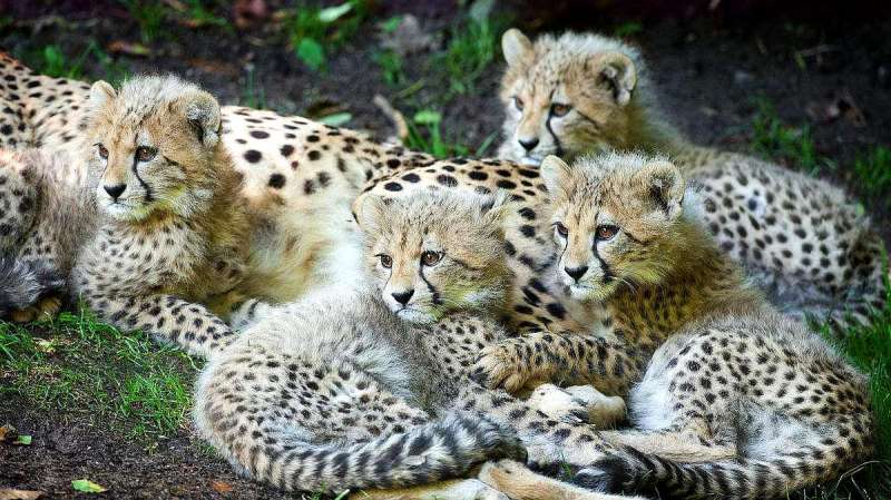 可爱的动物,小猎豹需要学习捕猎技巧,唯一的老师就是它们的母亲