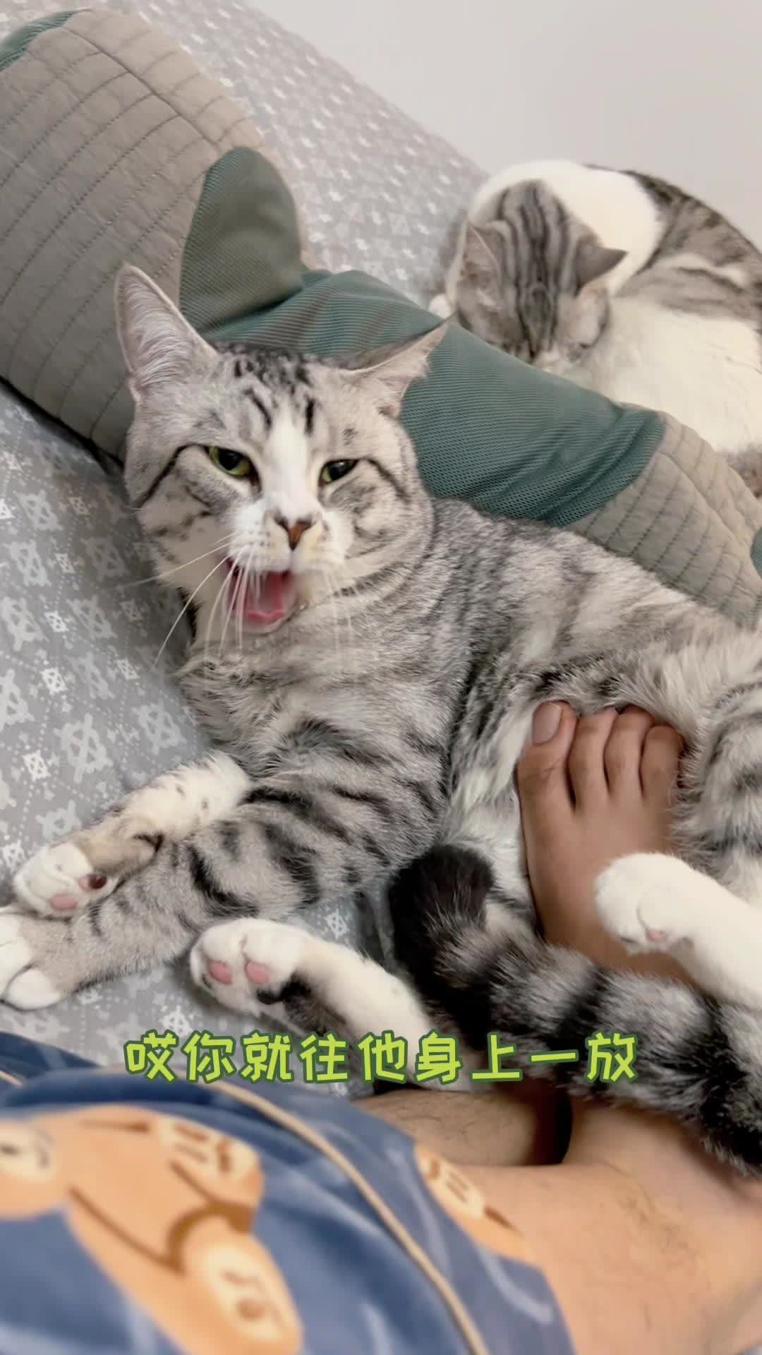 实用主义养猫#喵星人