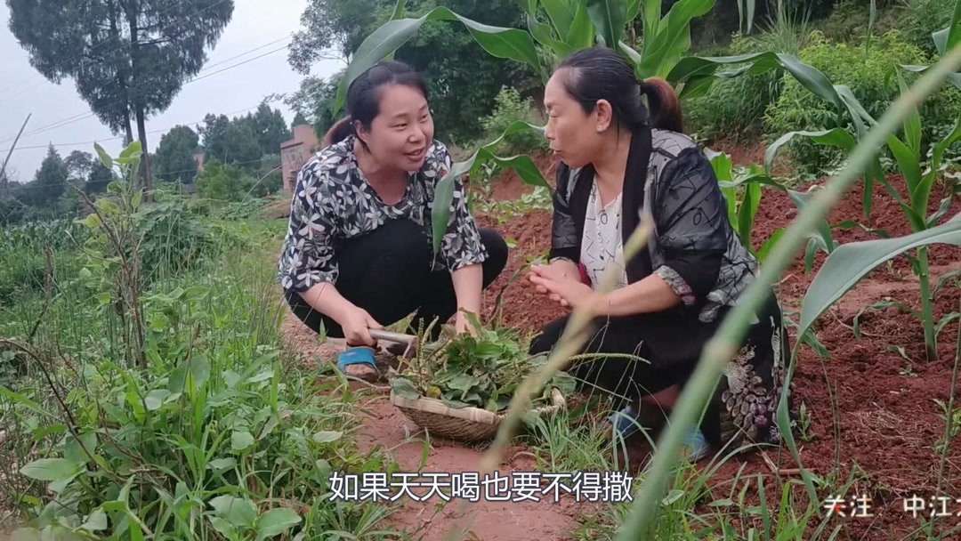 车前草的功效、食用方法那么多,这个妙用你还不知道吧?