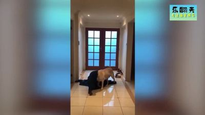 老外给狗狗表演大变活人,主人在狗狗面前消失后各种搞笑反应