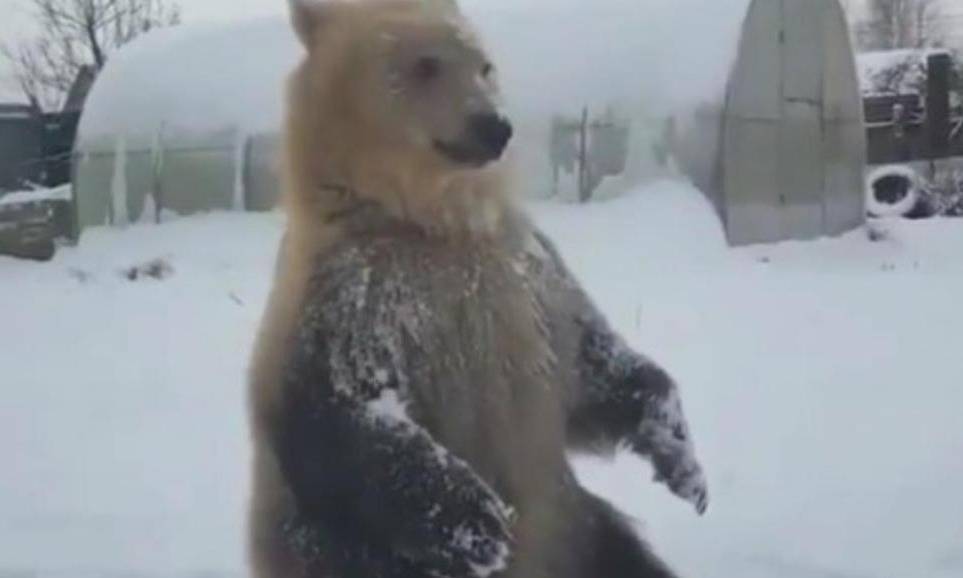 俄罗斯棕熊误入农场,被小伙用雪狂砸,熊的反应却让人大笑不止!