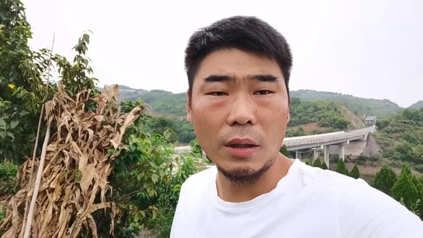 500斤老母猪下崽几天突然暴毙死亡还好卖了保险陪了1500块