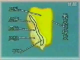 玉米种子的组成