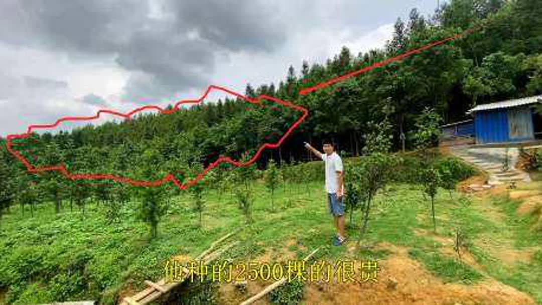 10年前小伙花6元买的小树苗,做梦都没想到价值500万,这下发财了