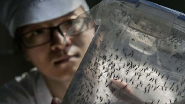 这个最大的"蚊子工厂"每天生产几百万只蚊子,但是大家拍手叫好