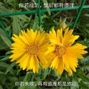 锋哥说剧 