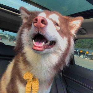 馒头不是哈士皮 