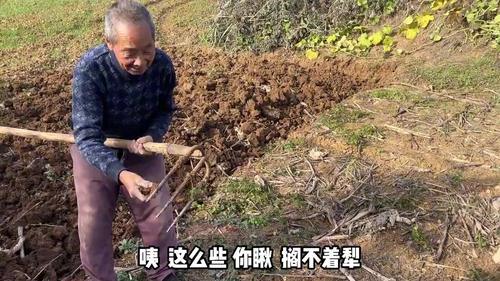 74岁农村大爷一生勤劳,擅长种植,优秀的庄稼汉子