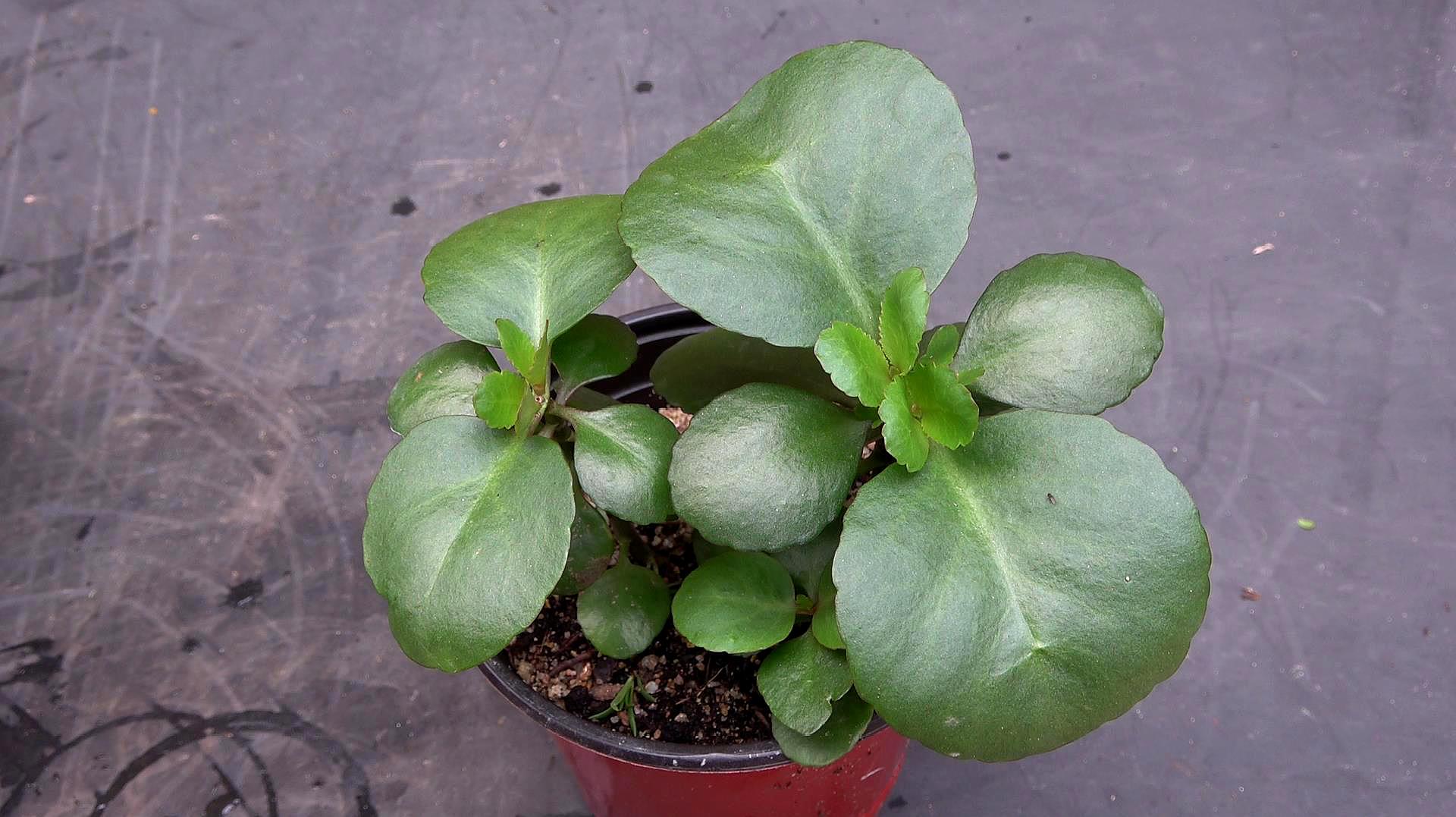 长寿花花谢后快速恢复生长,施肥是关键