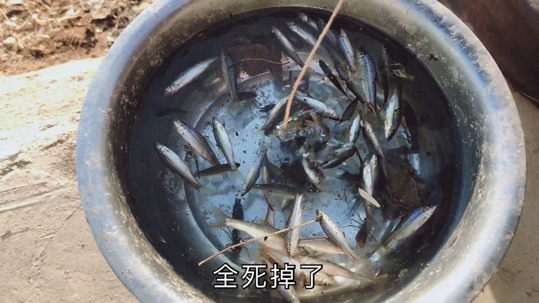 养鱼小伙,用敌百虫做实验,消灭水塘里的小杂鱼和害虫,能成功吗