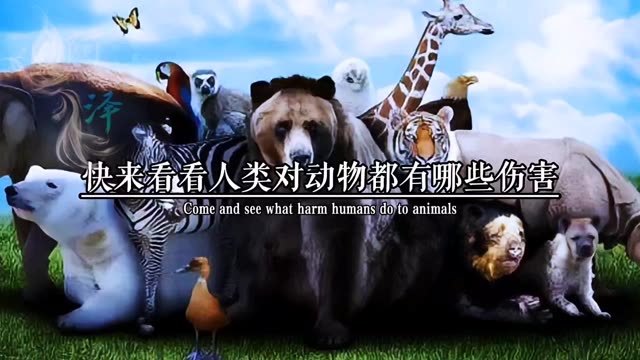 快来看看人类对动物都有哪些伤害!