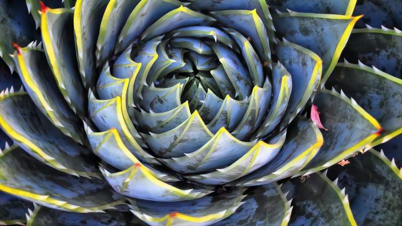 盘点:世界上十大名贵多肉植物,单个可达100000元?