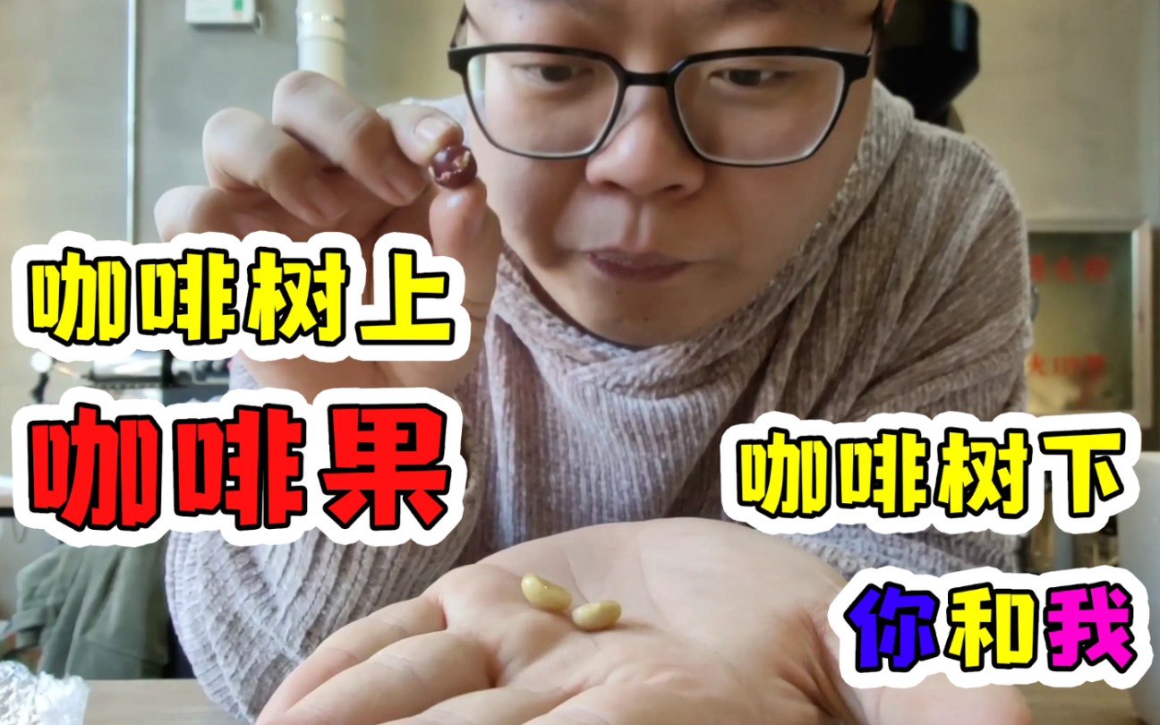 这就是咖啡树树上的咖啡果